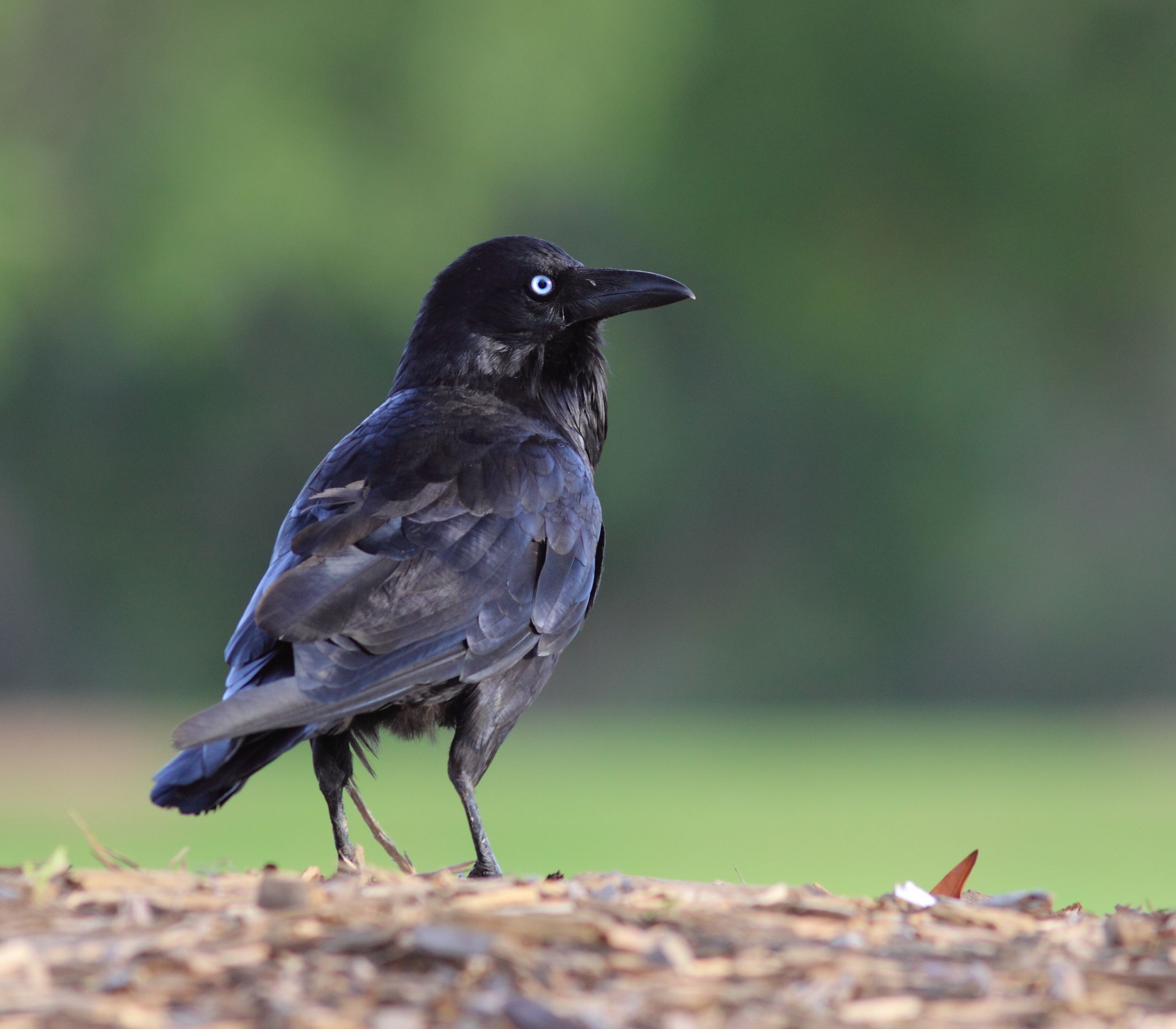 Media – Aussie Backyard Bird Count