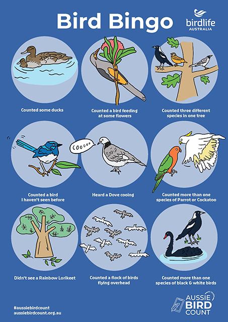Bird Quizzes & Fun – Aussie Bird Count